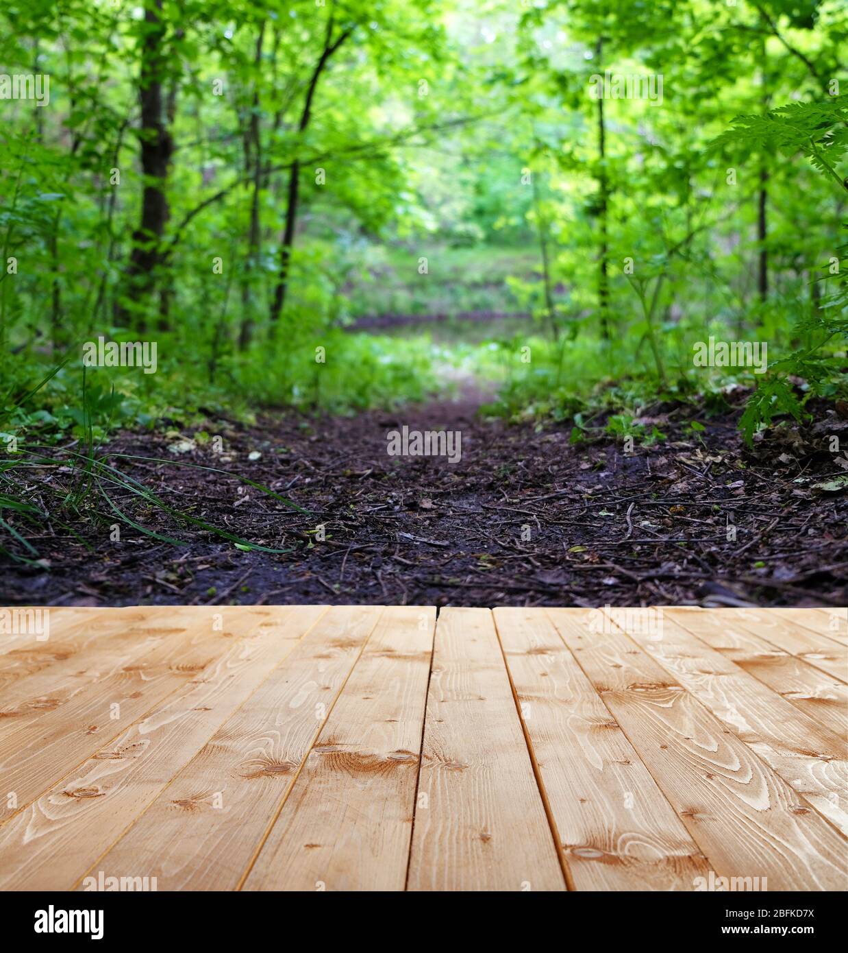 Beautiful forest. Nature background Stock Photo - Alamy