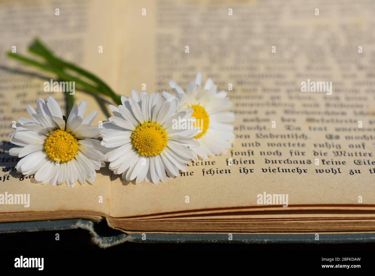 Three white daisies lie on an old open book with yellowed pages and old ...