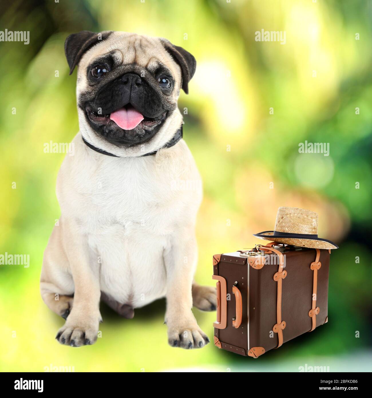 Funny dog tourist with suitcase and hat on nature background Stock ...