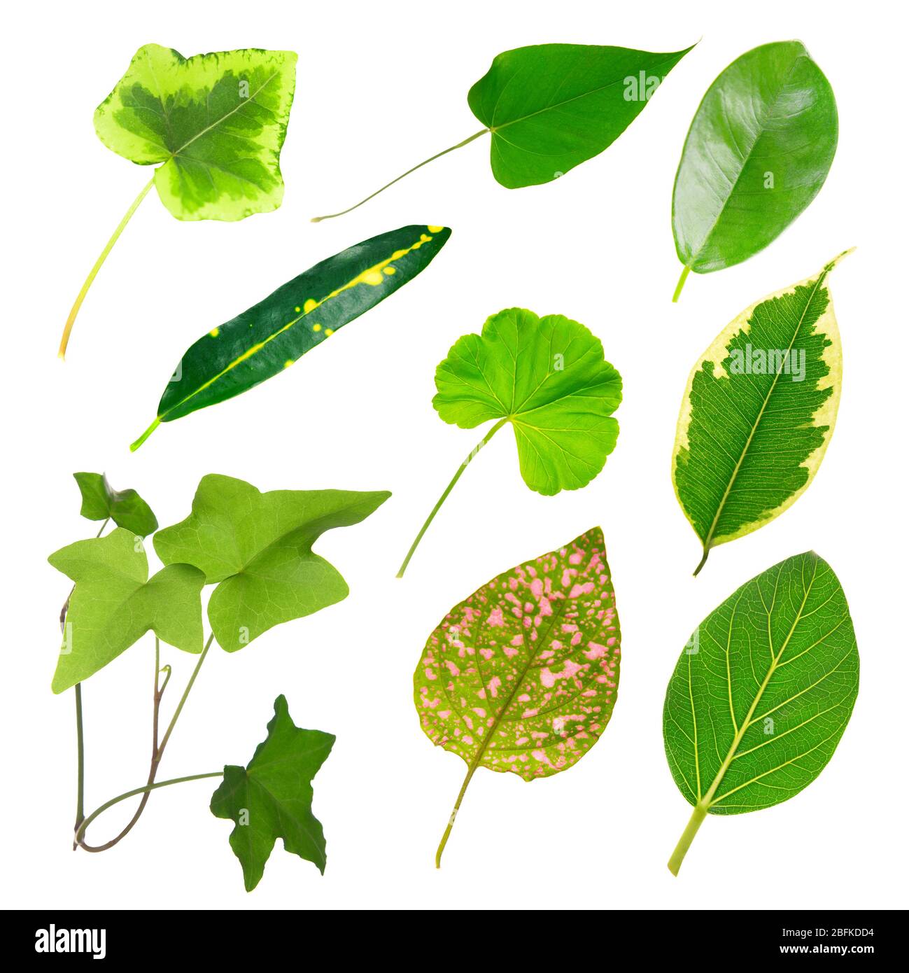 Set natural plants house Cut Out Stock Images & Pictures - Alamy