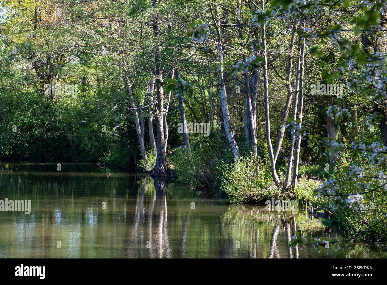 40 Acre Pit, trees reflected in calm lake in Pear Wood next to Stanmore ...