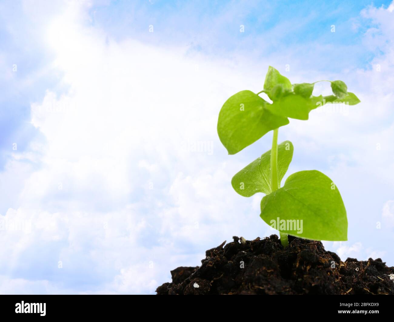 Green seedling growing from soil on blue sky background Stock Photo - Alamy