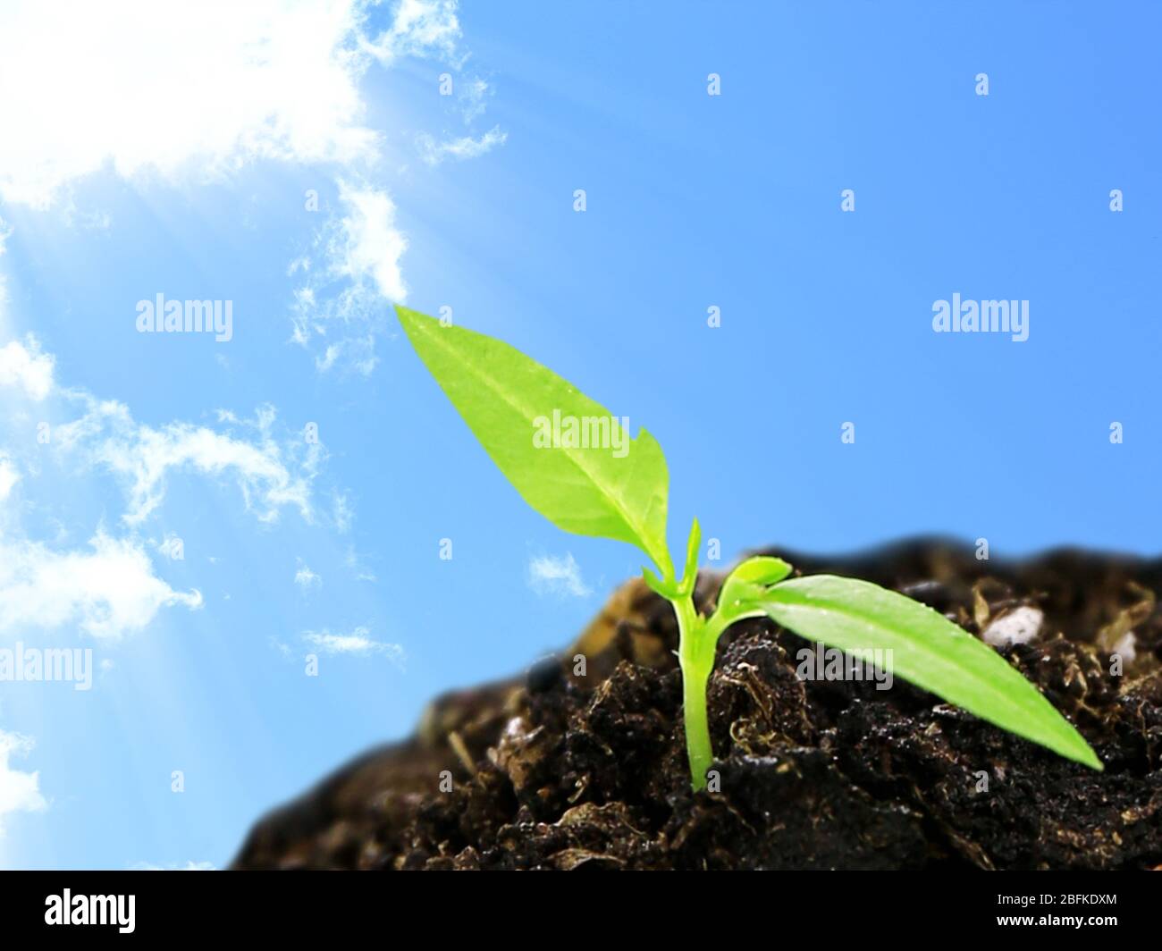 Green seedling growing from soil on blue sky background Stock Photo - Alamy