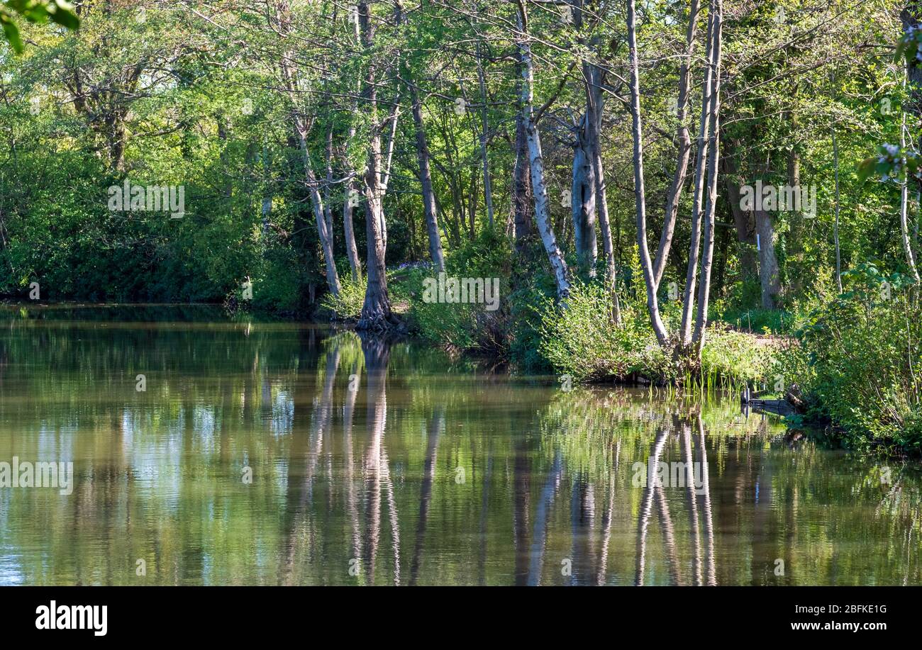 40 Acre Pit, trees reflected in calm lake in Pear Wood next to Stanmore ...