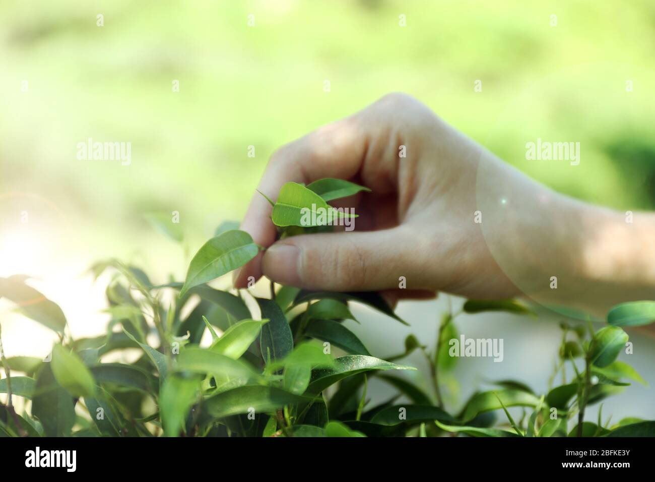 Hand plucking tea leaf, outdoors Stock Photo - Alamy