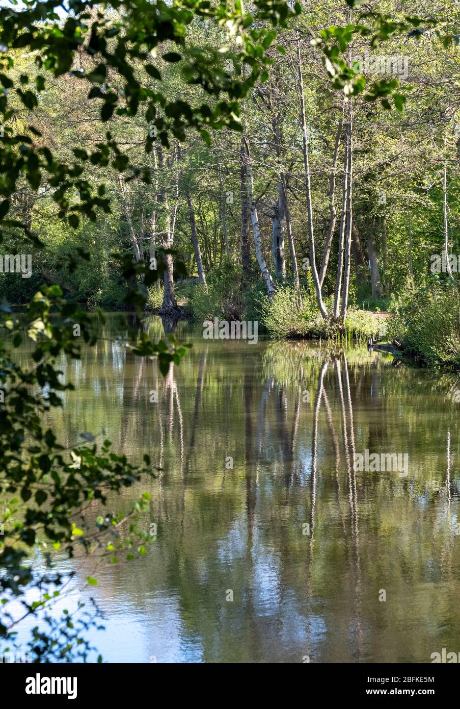 40 Acre Pit, trees reflected in calm lake in Pear Wood next to Stanmore ...