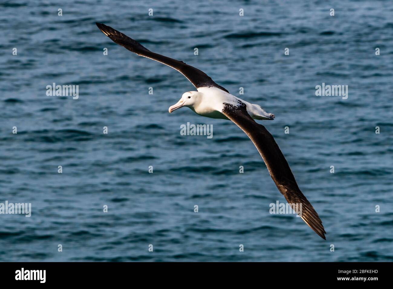 Huge Northern Royal Albatross flying over the Pacific Ocean at Taiaroa ...