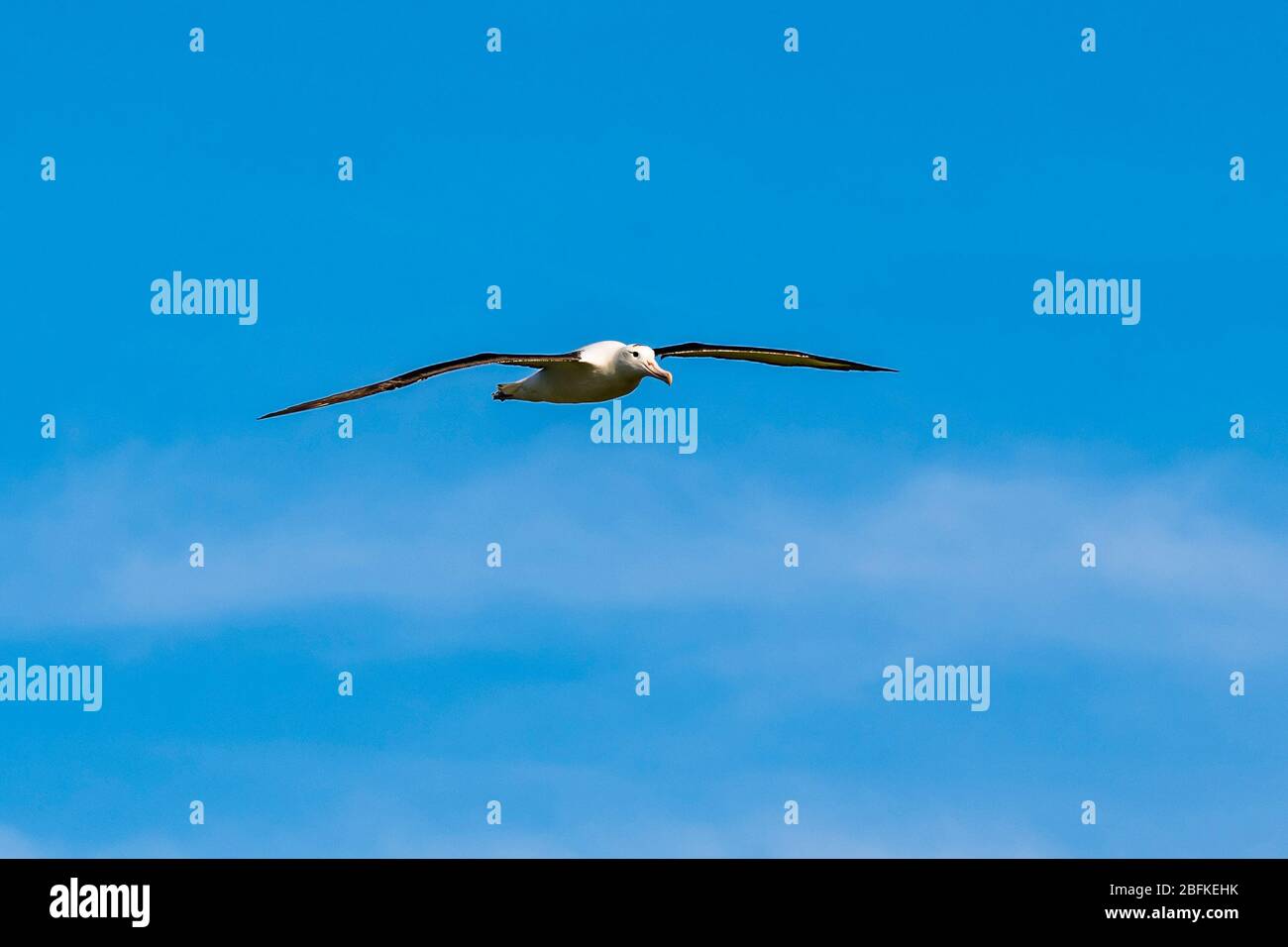 Royal albatross centre new zealand hi-res stock photography and images ...