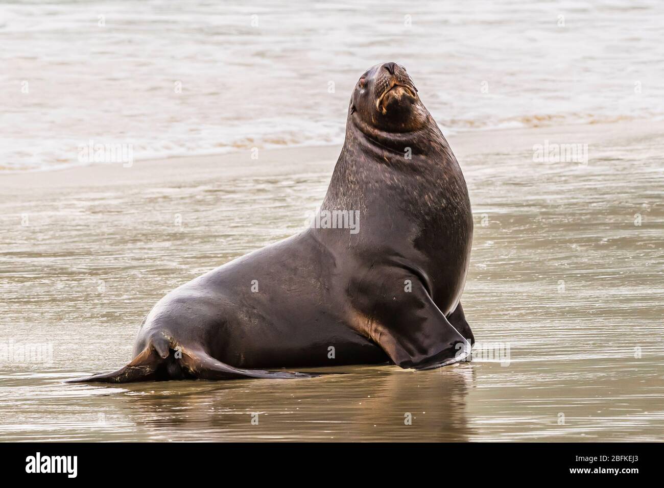 Male sea lion hi-res stock photography and images - Alamy