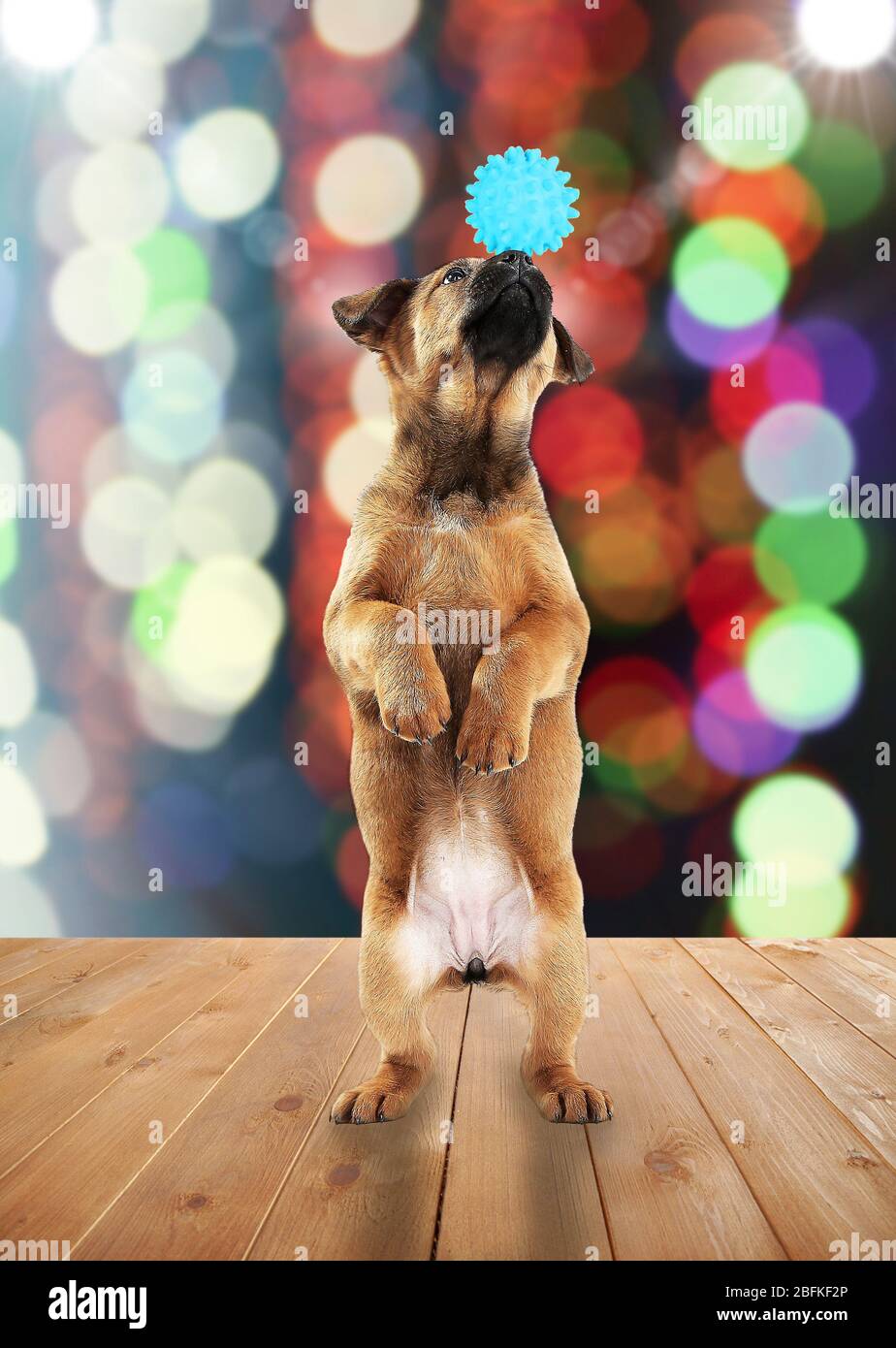Cute dog at the circus Stock Photo - Alamy