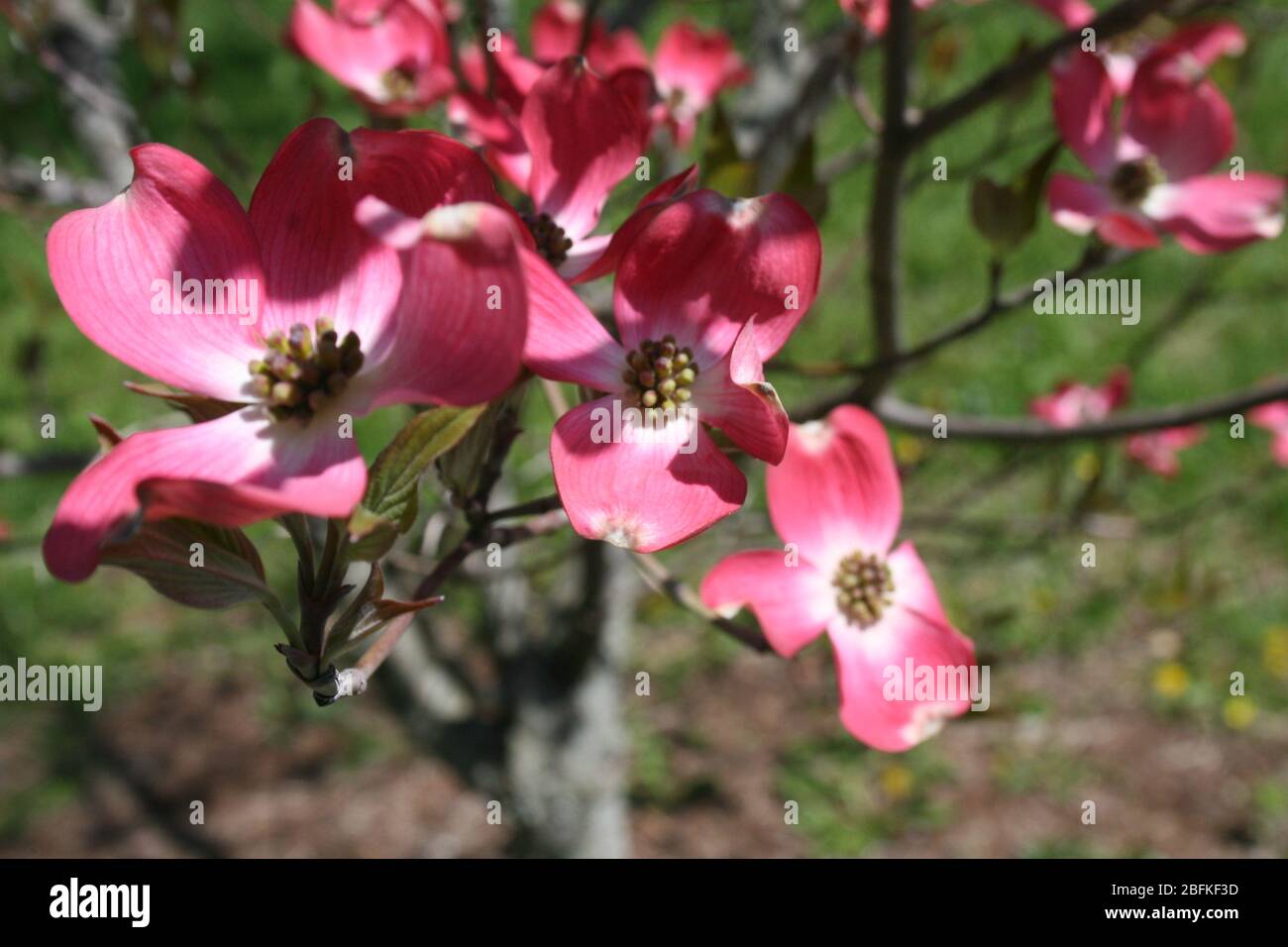 Red Dogwood Trees (Cherokee Chief Stock Photo - Alamy