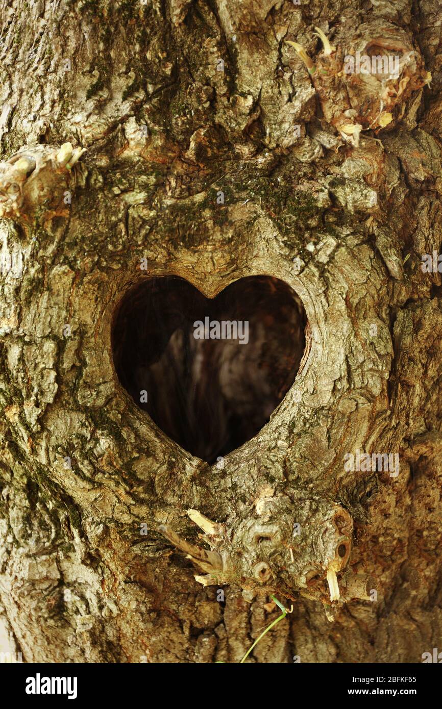 Tree hollow in heart shape close-up Stock Photo - Alamy