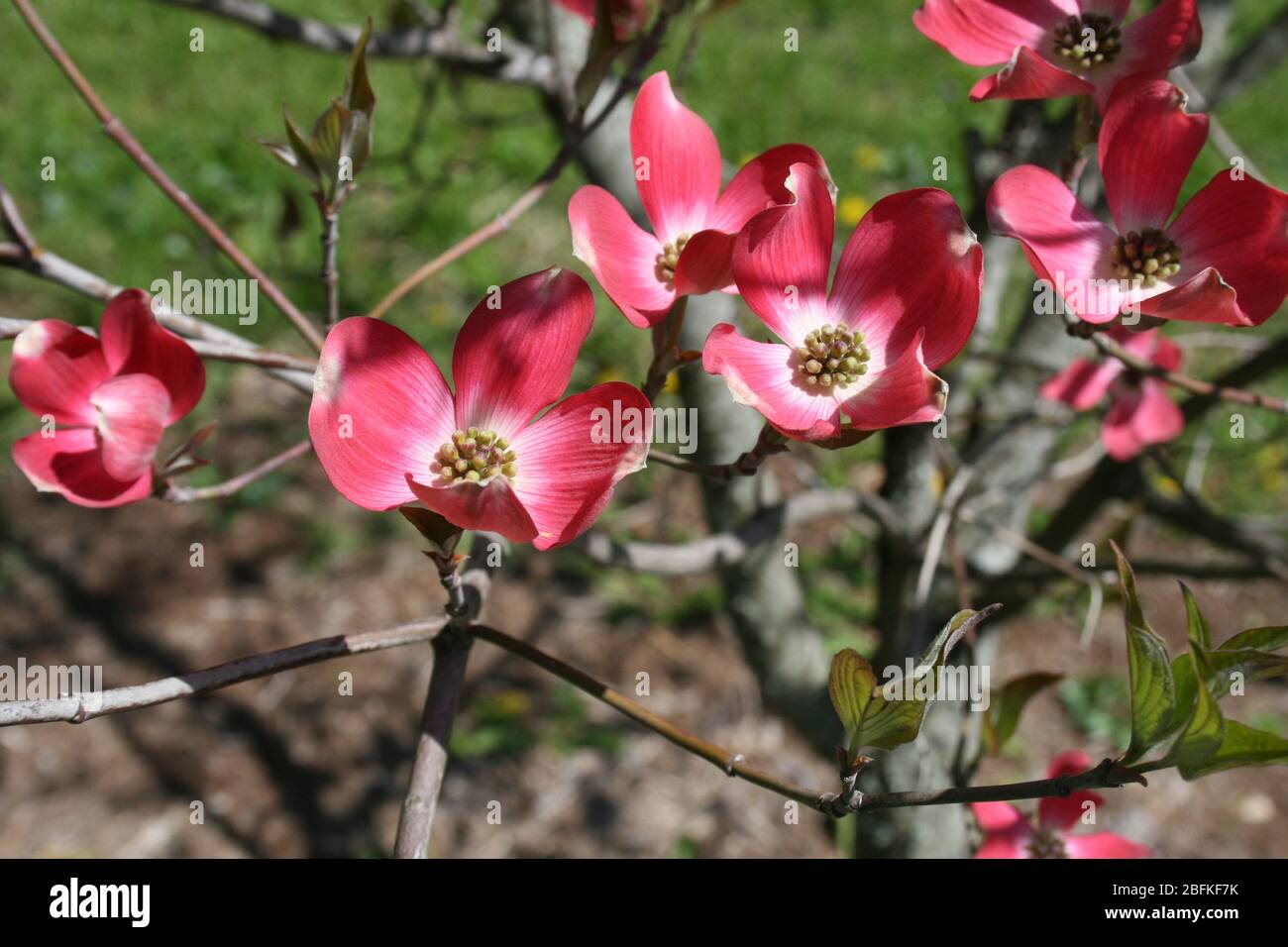 Red Dogwood Trees (Cherokee Chief Stock Photo - Alamy