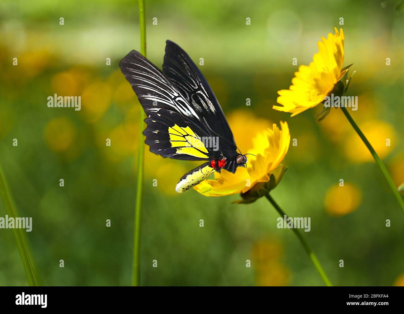 Beautiful butterfly on wildflower, on nature background Stock Photo - Alamy