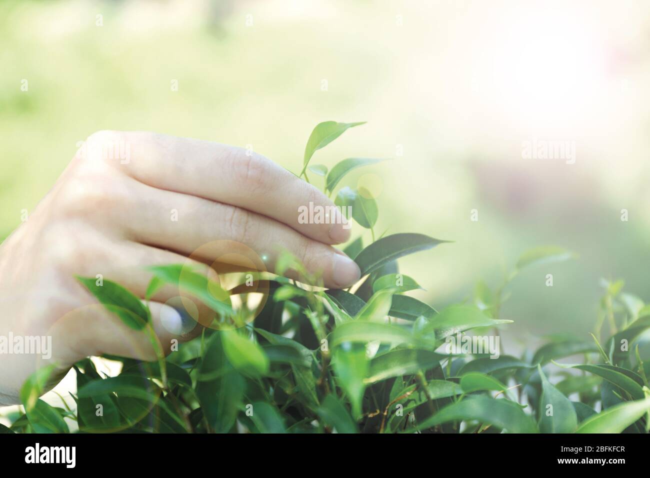 Hand plucking tea leaf, outdoors Stock Photo - Alamy