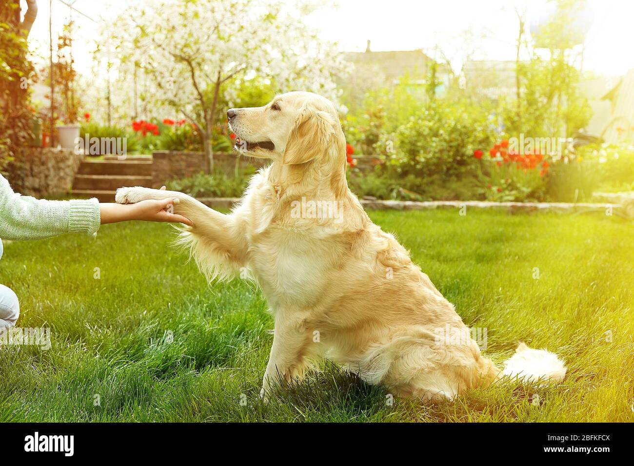 Dog paw and human hand doing a handshake, outdoors Stock Photo - Alamy