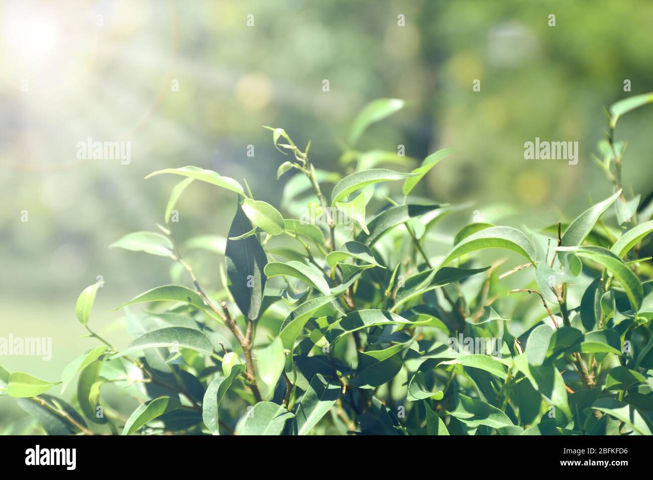 Green tea bush with fresh leaves, outdoors Stock Photo - Alamy