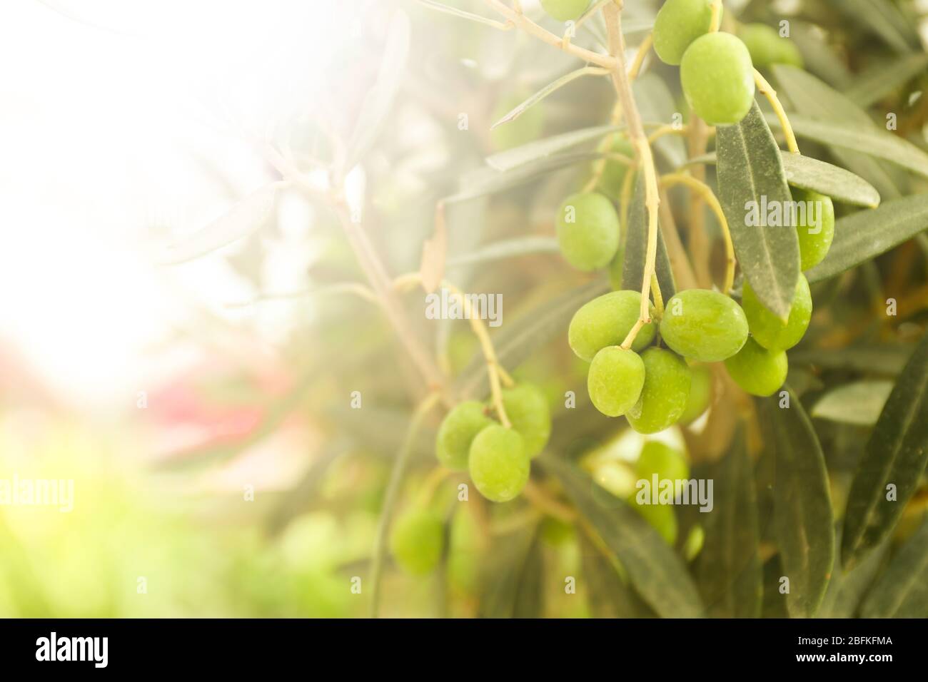 Olive tree, close-up Stock Photo - Alamy