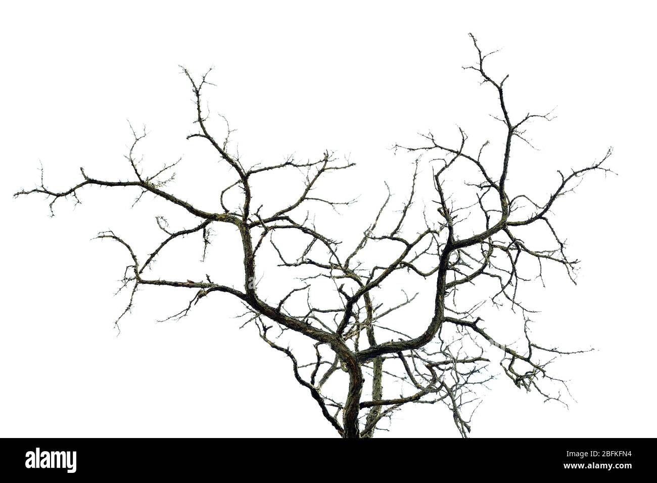 Dry branches isolated on white Stock Photo - Alamy