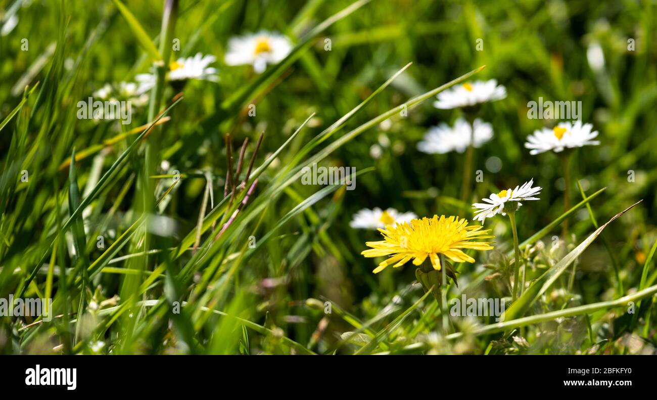 Dandelions and daisies in the sun, growing in the grass near Brewer`s ...
