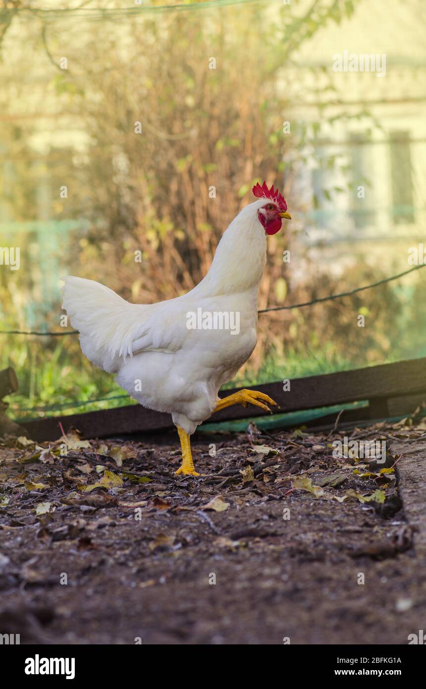 Friendly white hen in a farmyard. Hen in free breeding. White hen on ...