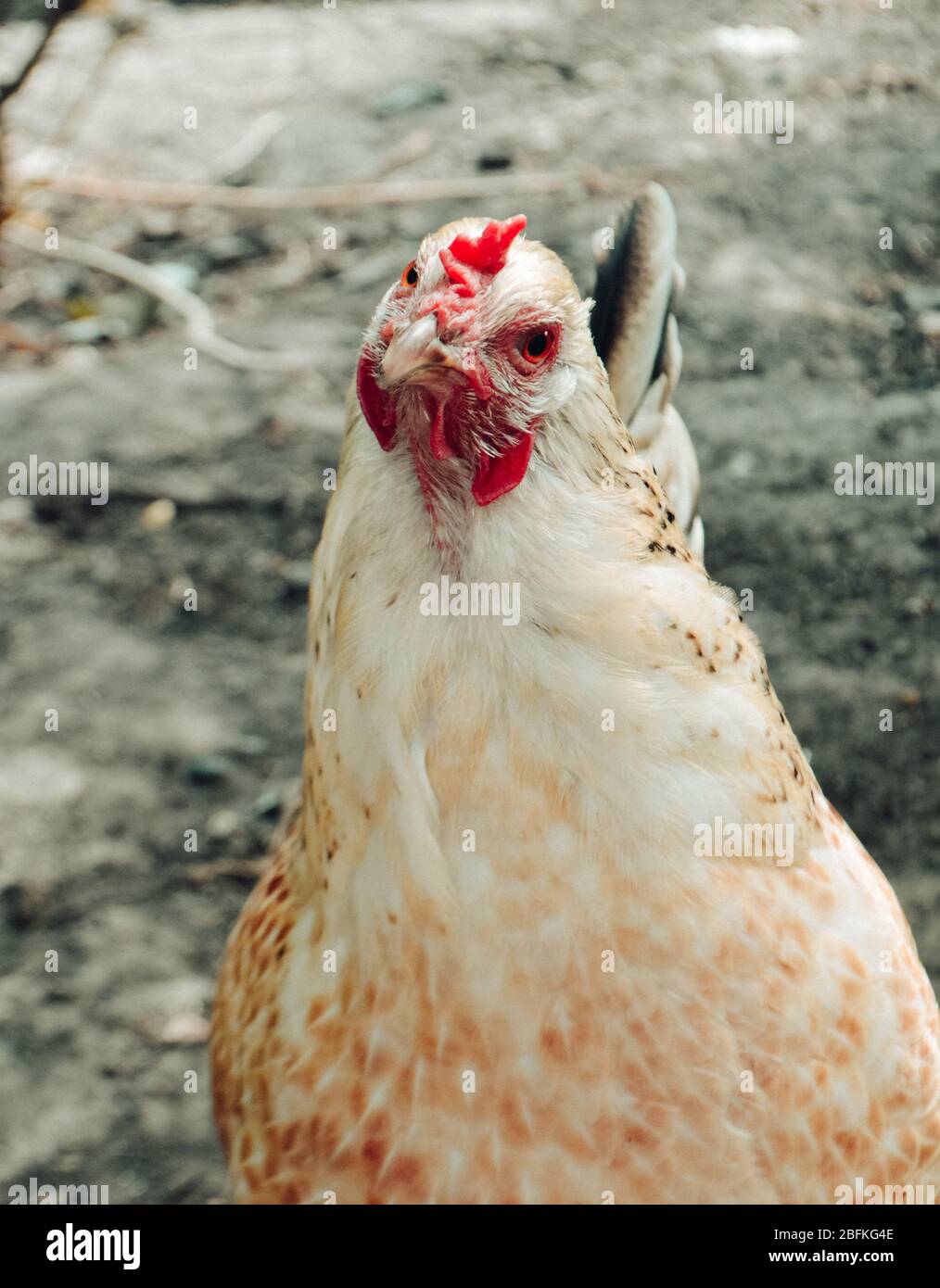 Beautifully feathered hen outdoor. Close up head hen. Close chicken ...