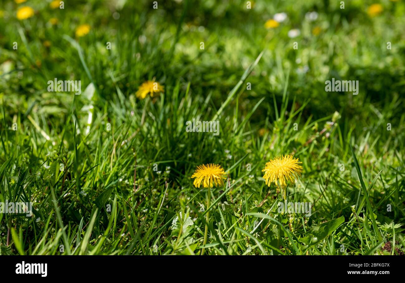 Dandelions and daisies in the sun, growing in the grass near Brewer`s ...