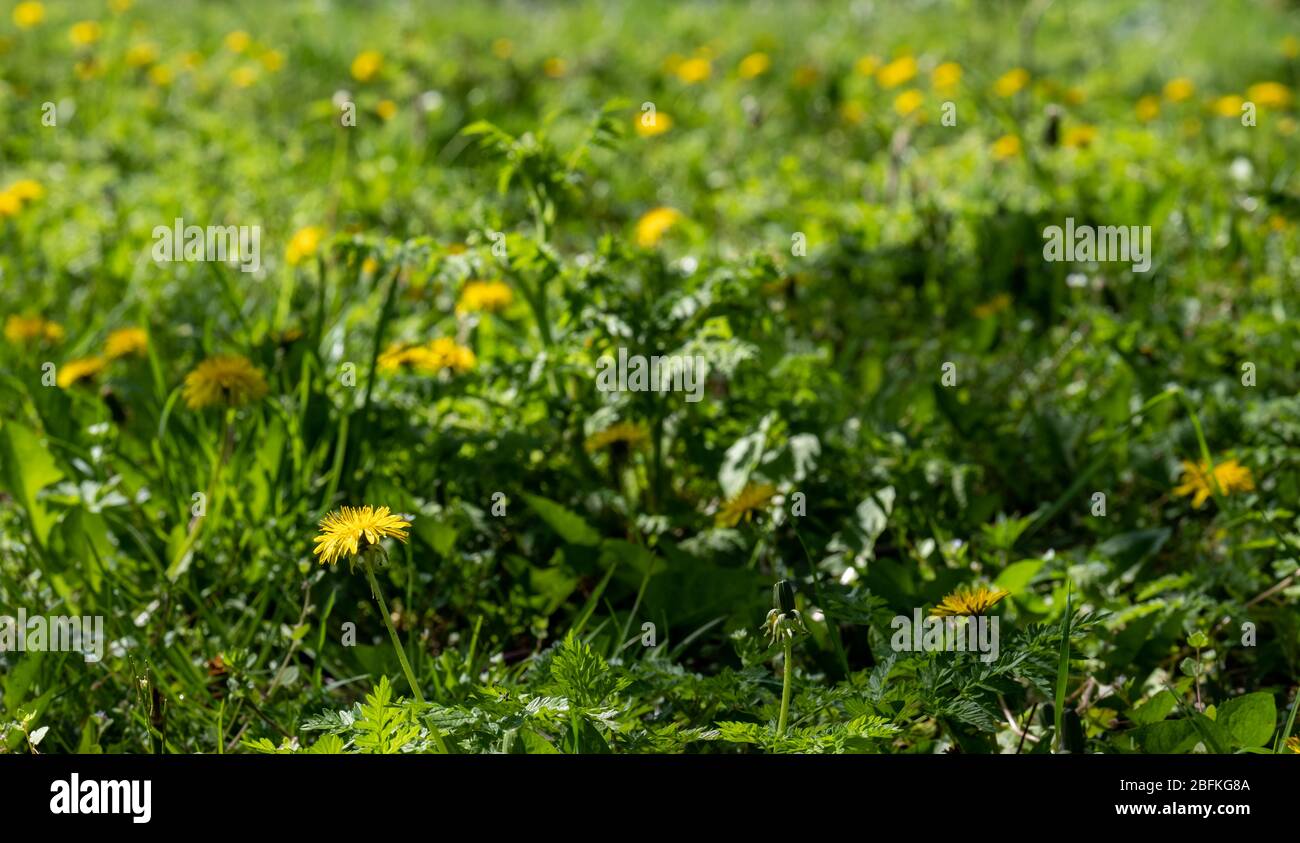 Dandelions and daisies in the sun, growing in the grass near Brewer`s ...