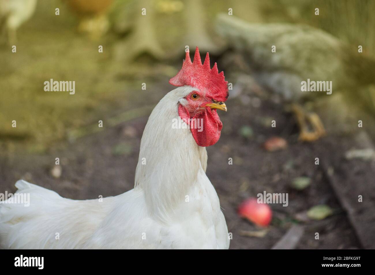 Portrait Of Rooster In Farm Cock In Outside Area Of A Chicken Coop