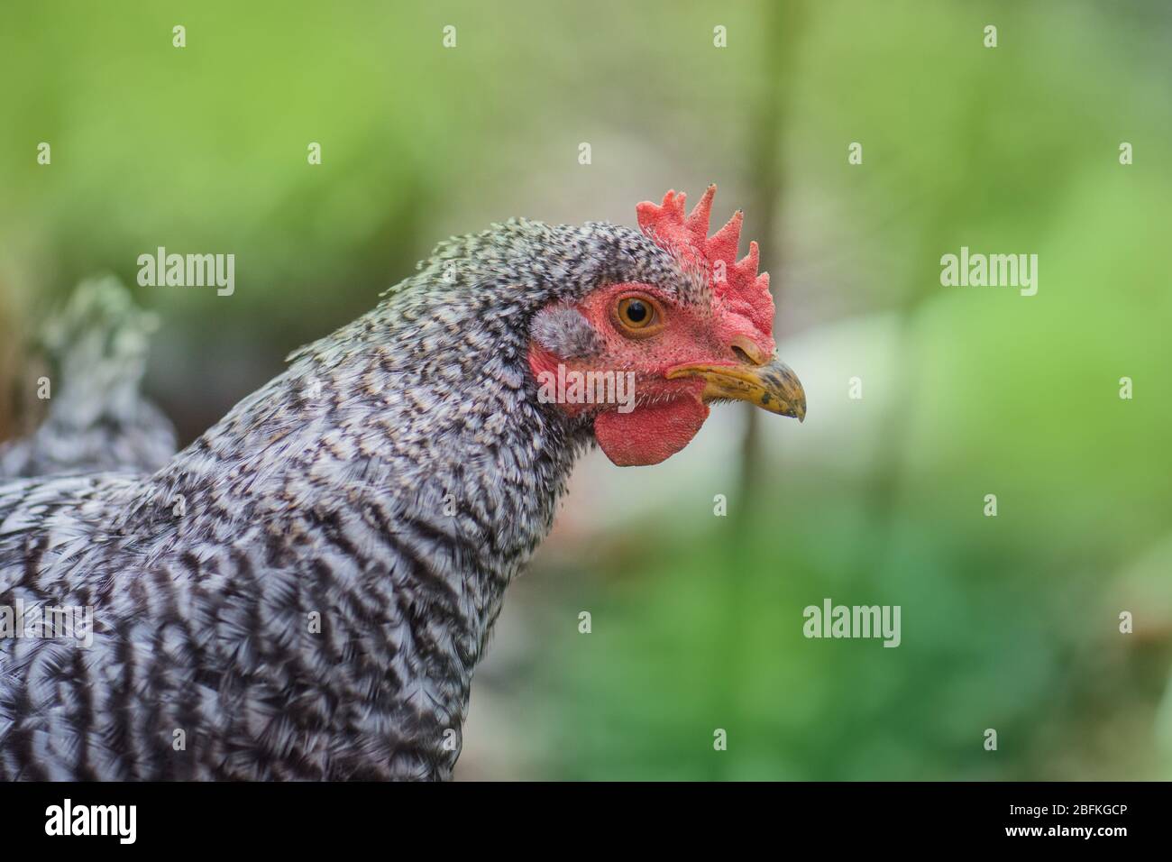 Motley chicken in agriculture landscape. Hen in nature. Pockmarked hen ...