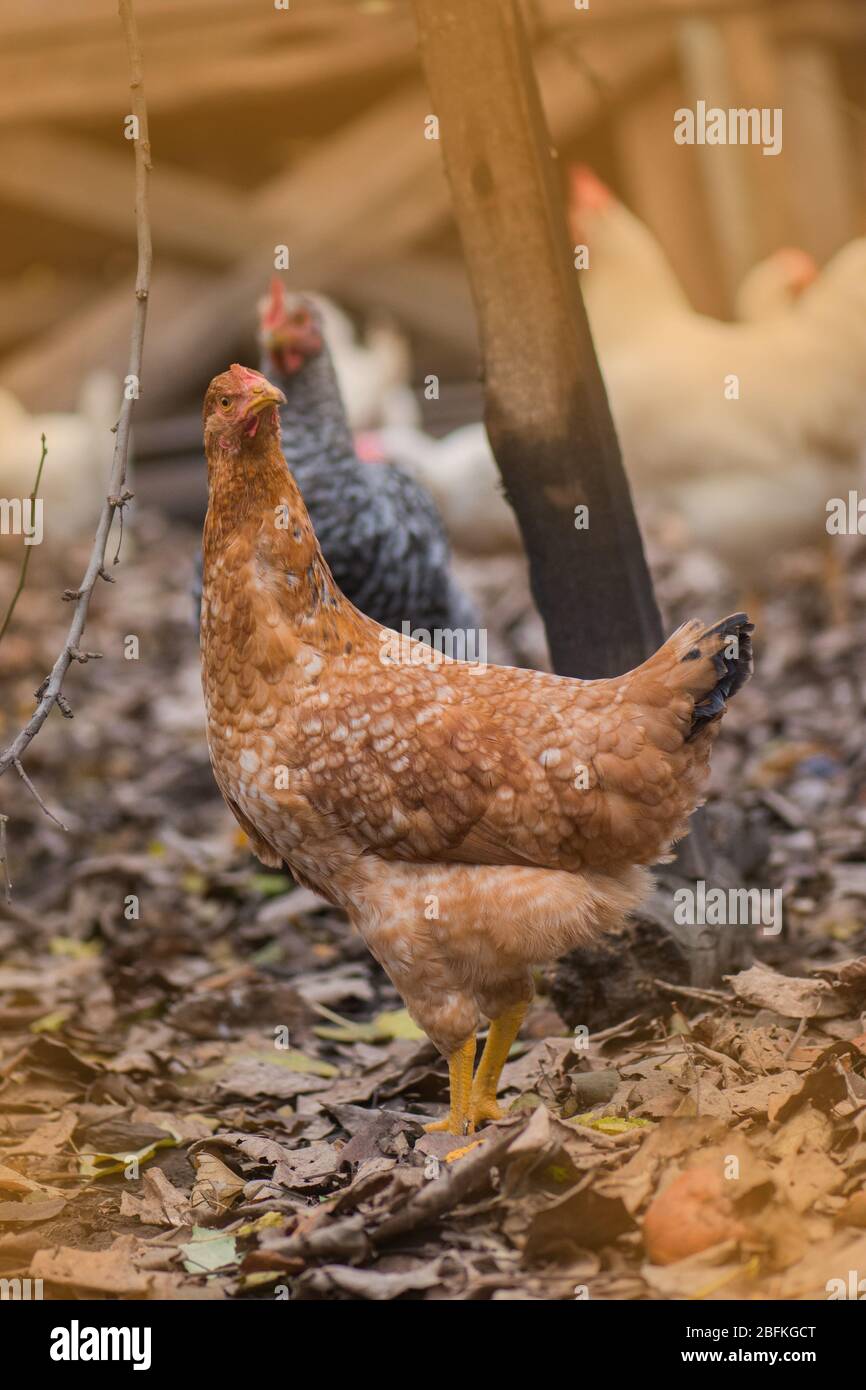 Rooster and a hens are walking outside. Free range chickens in the back ...