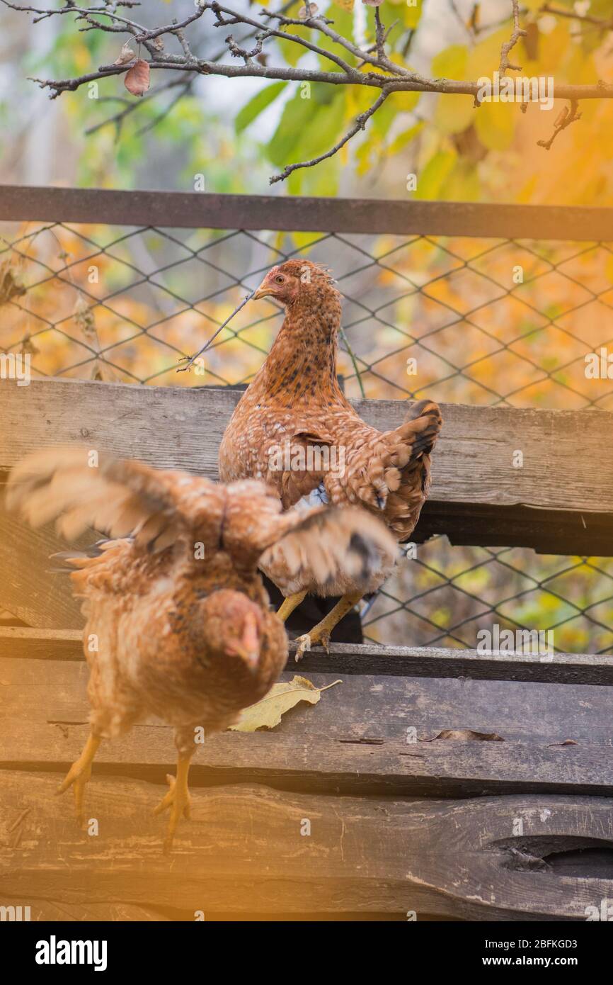 Chicken in colorful autumn background. Autumn landscape with hen . Hen ...