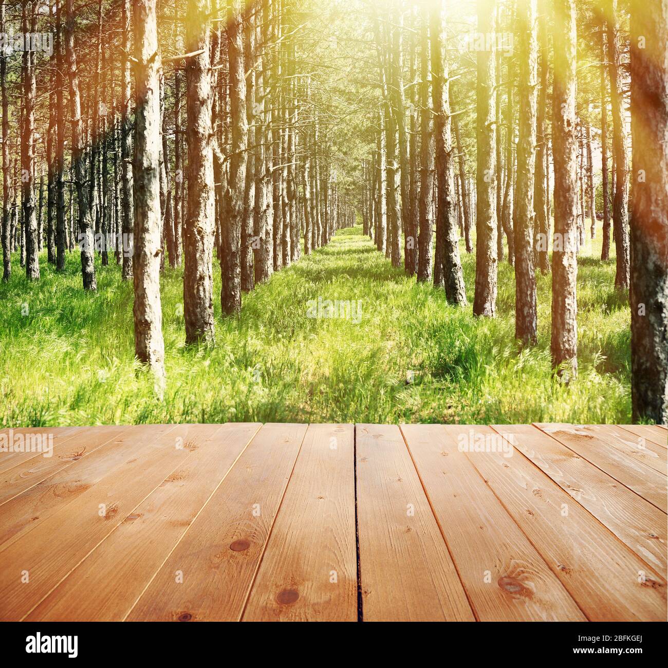 Sunlight in forest. Nature background Stock Photo - Alamy