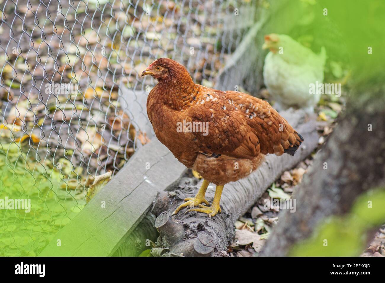 Hen are walking outside. Free range hen in the back yard on a yellow ...