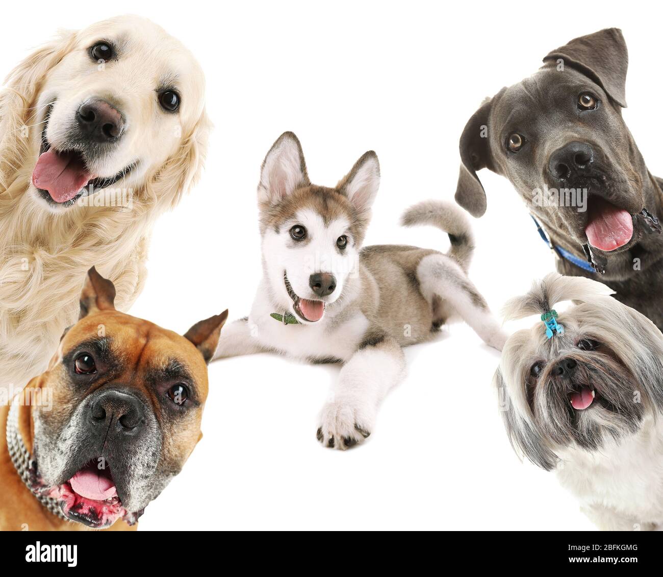 Dogs isolated on white Stock Photo - Alamy