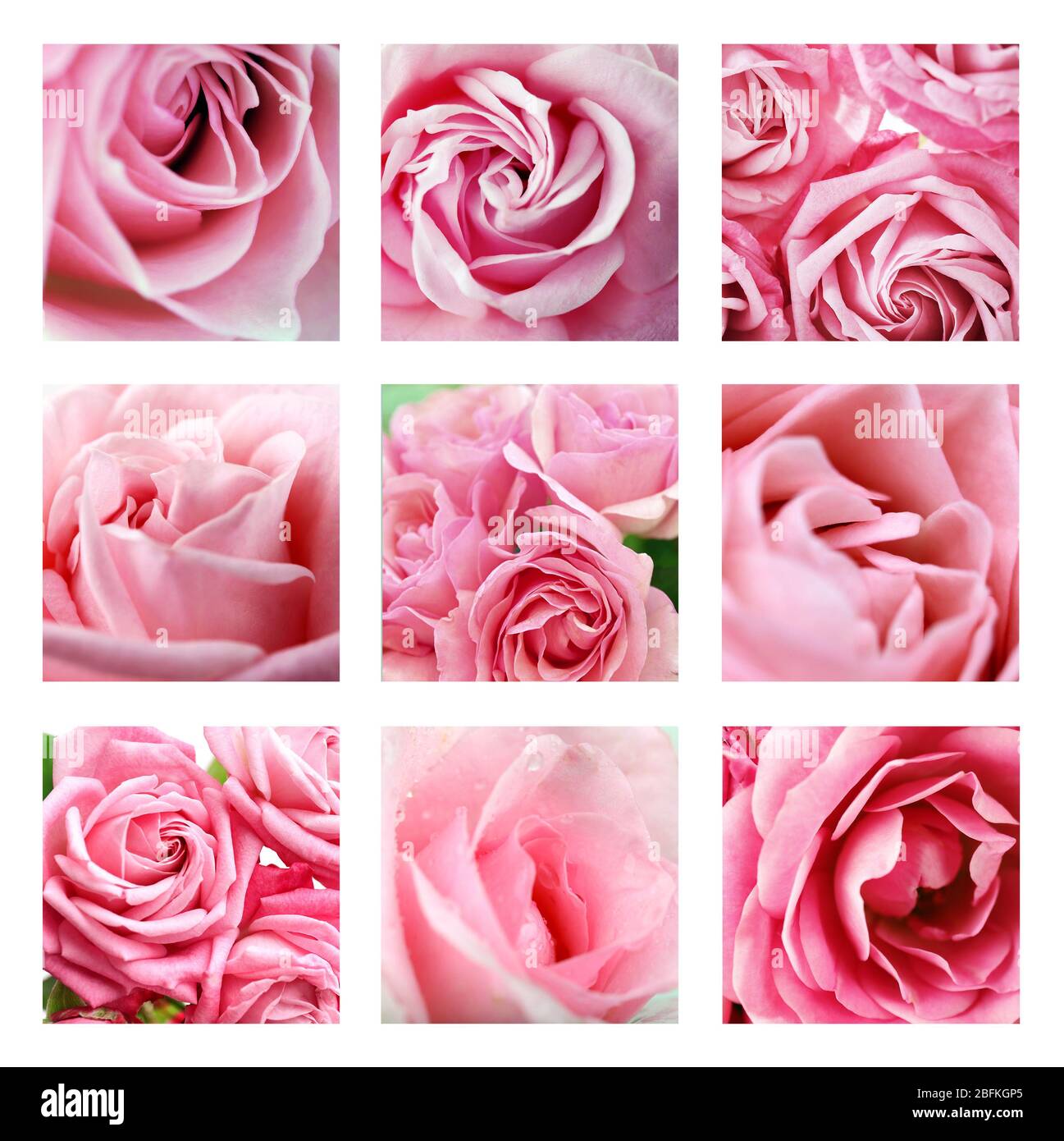 Collage with beautiful pink roses Stock Photo - Alamy