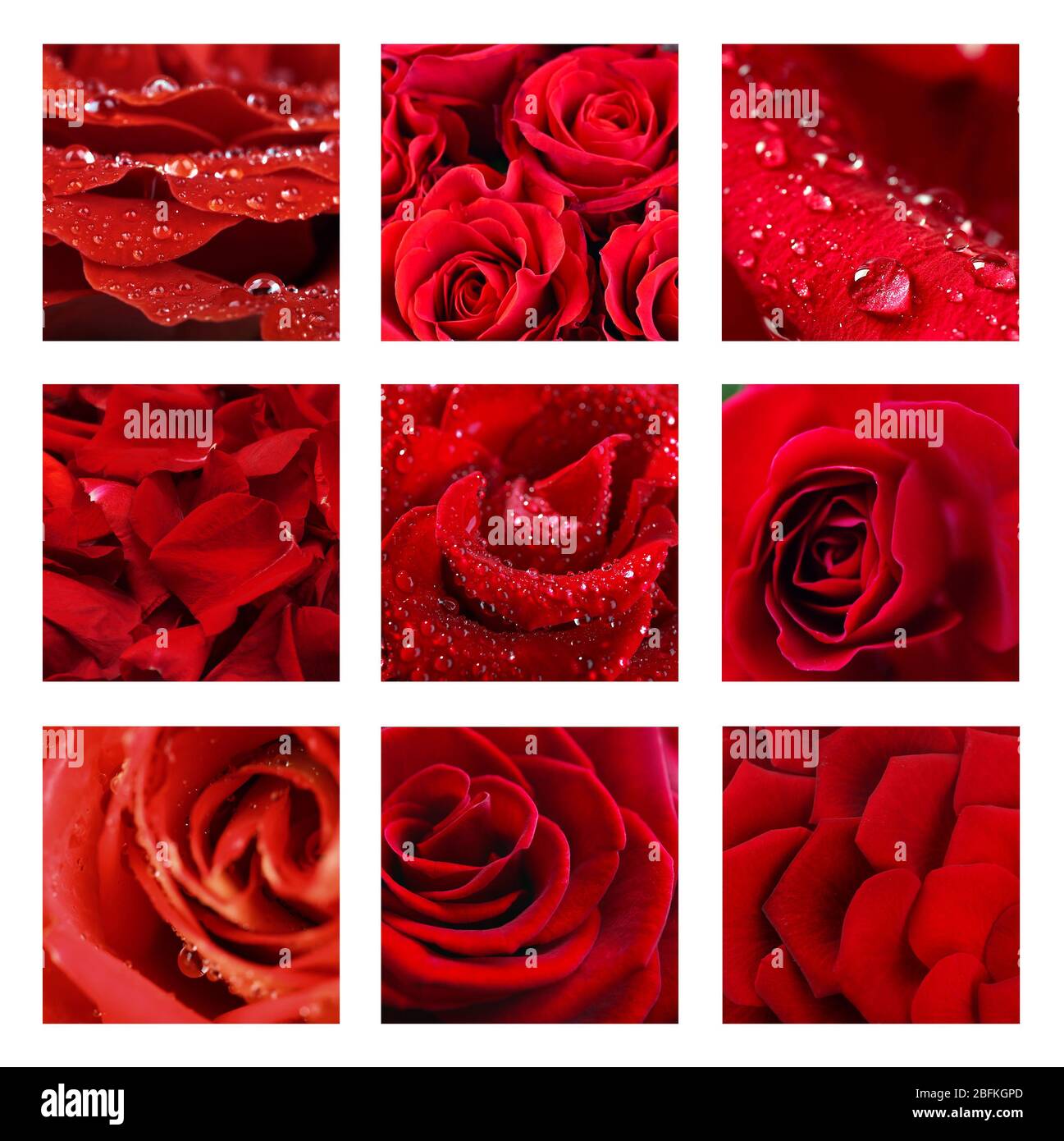 Collage with beautiful red roses Stock Photo - Alamy