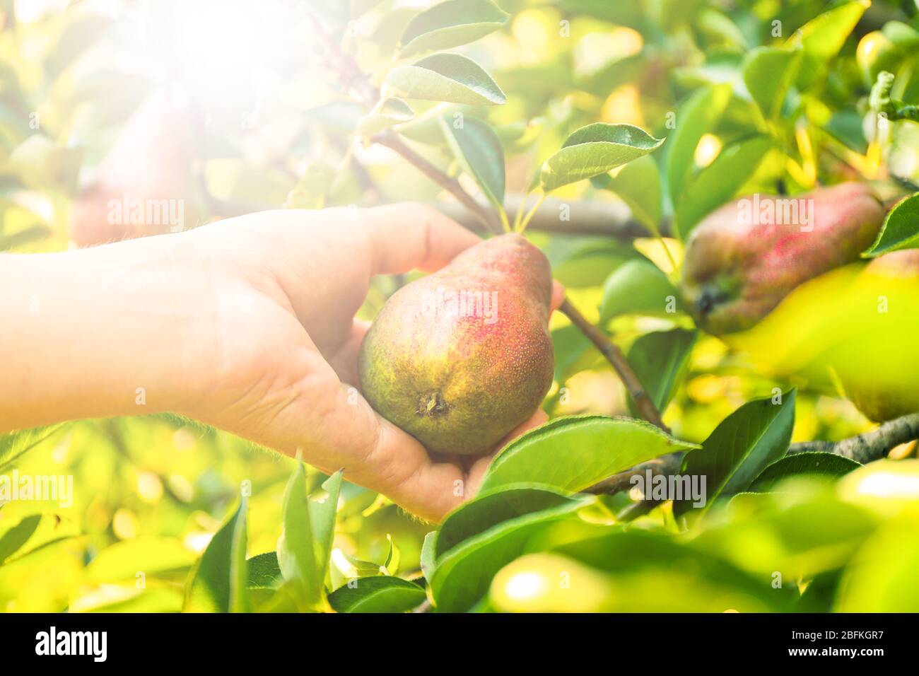 Female hand picking pear from tree Stock Photo - Alamy