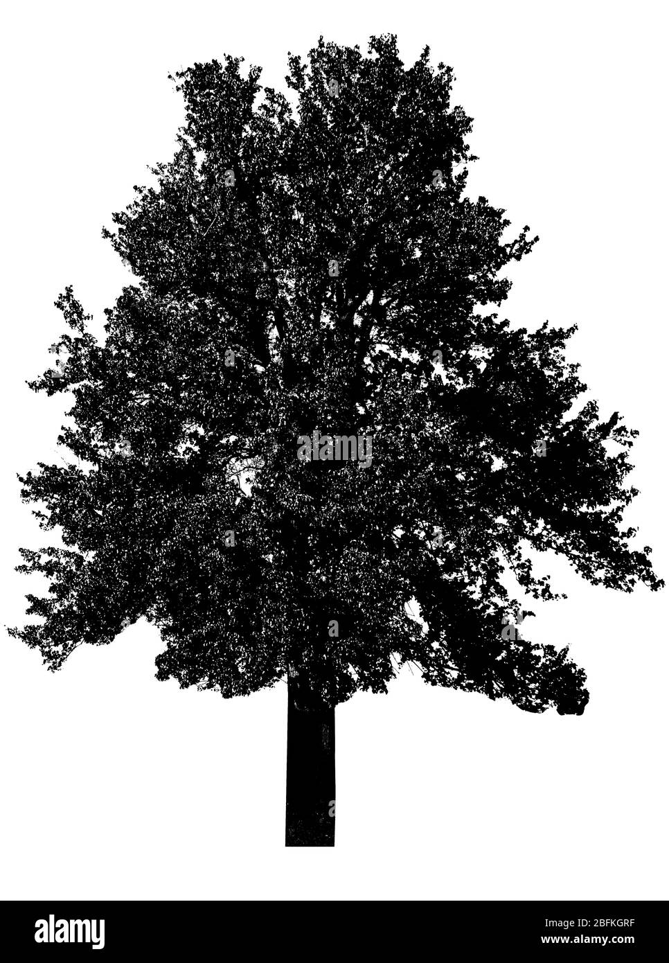 Black tree silhouette, isolated on white Stock Photo - Alamy
