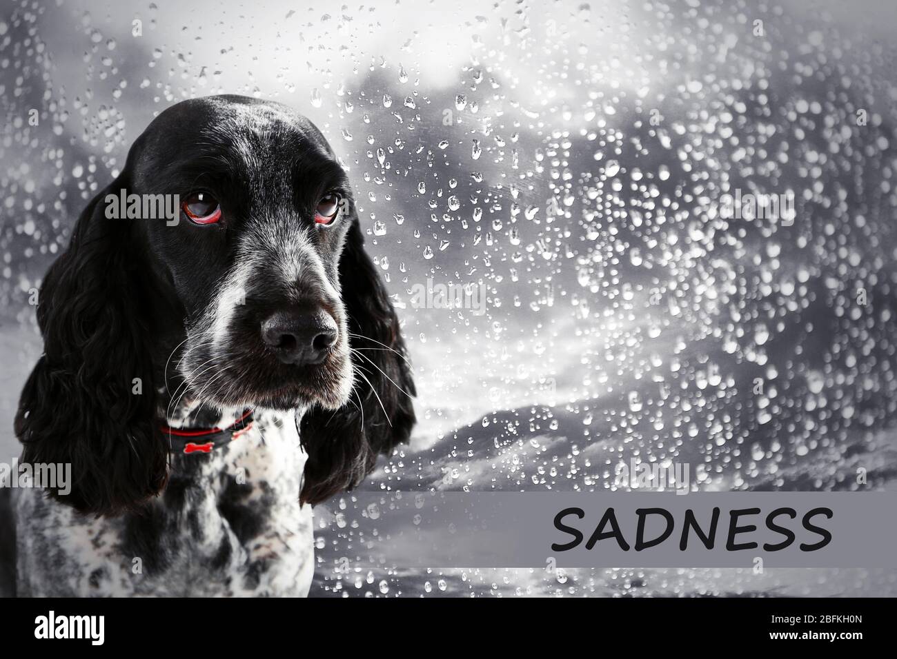 Sad dog on rain background Stock Photo - Alamy