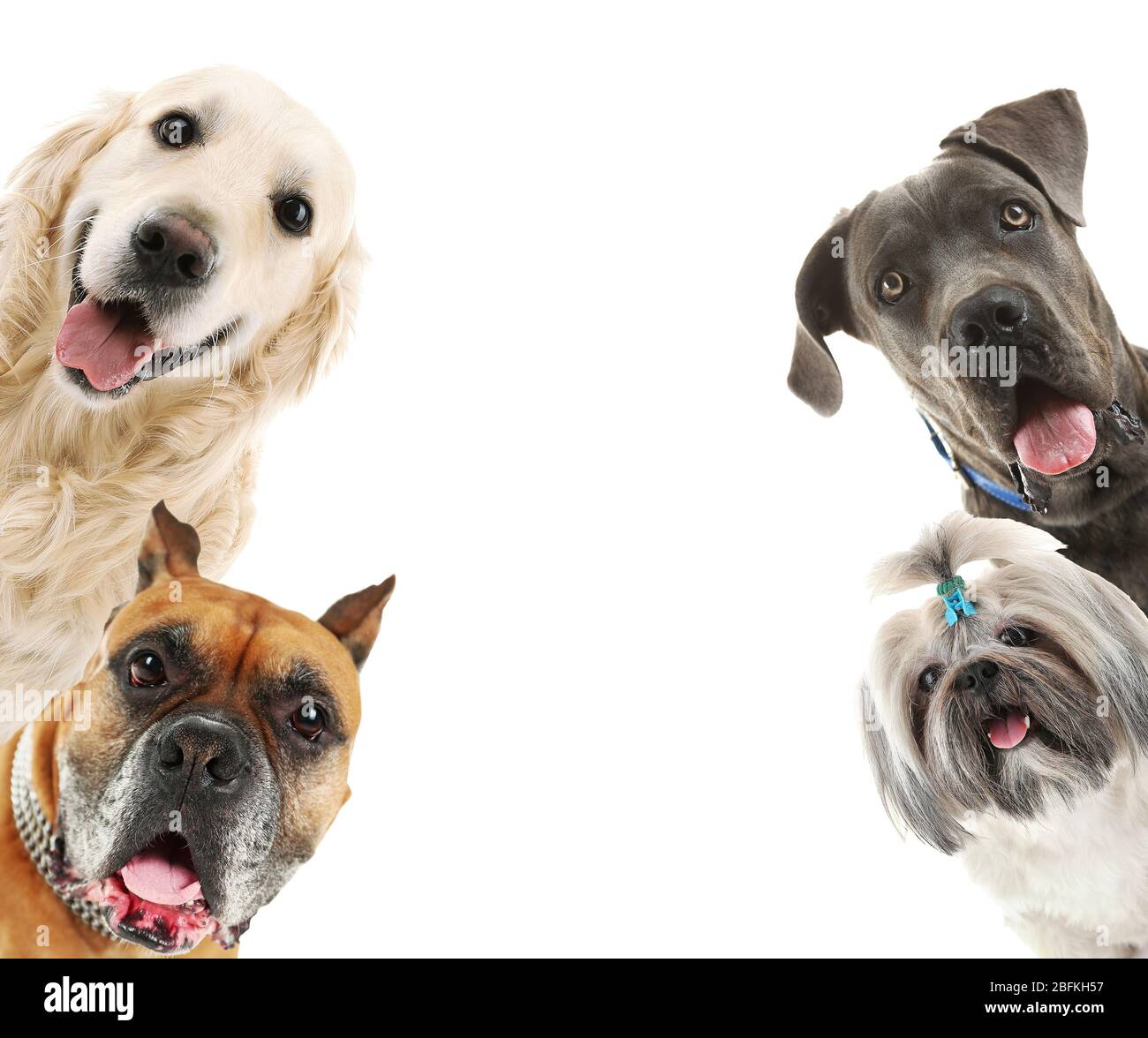 Dogs isolated on white Stock Photo - Alamy