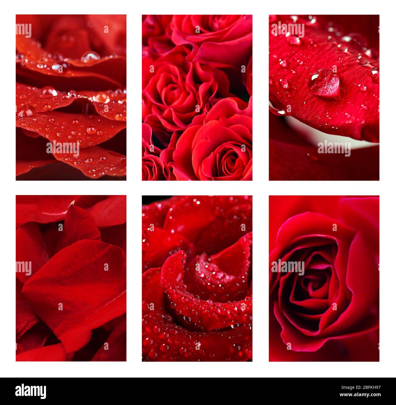 Collage with beautiful red roses Stock Photo - Alamy