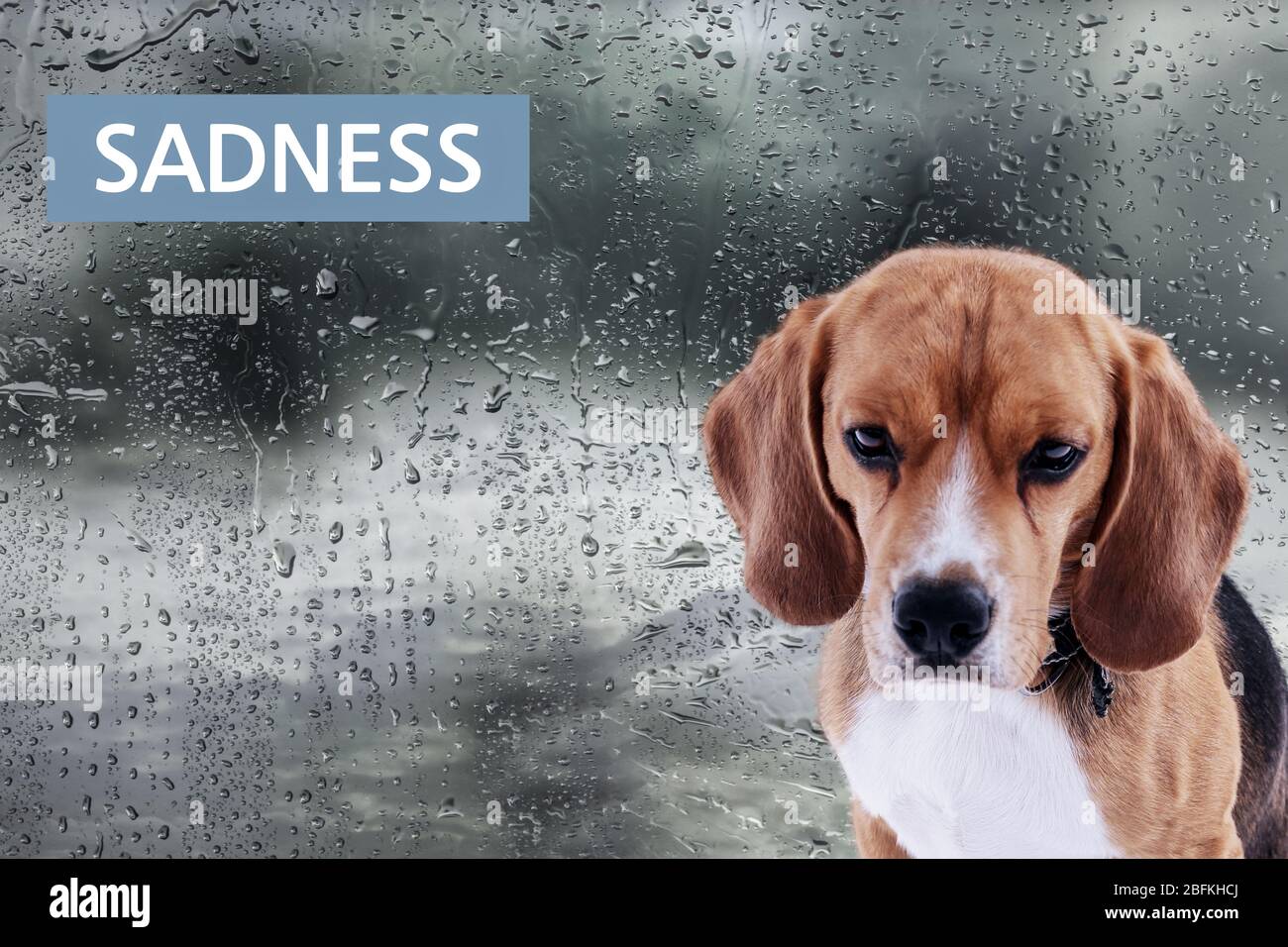 Sad dog on rain background Stock Photo - Alamy