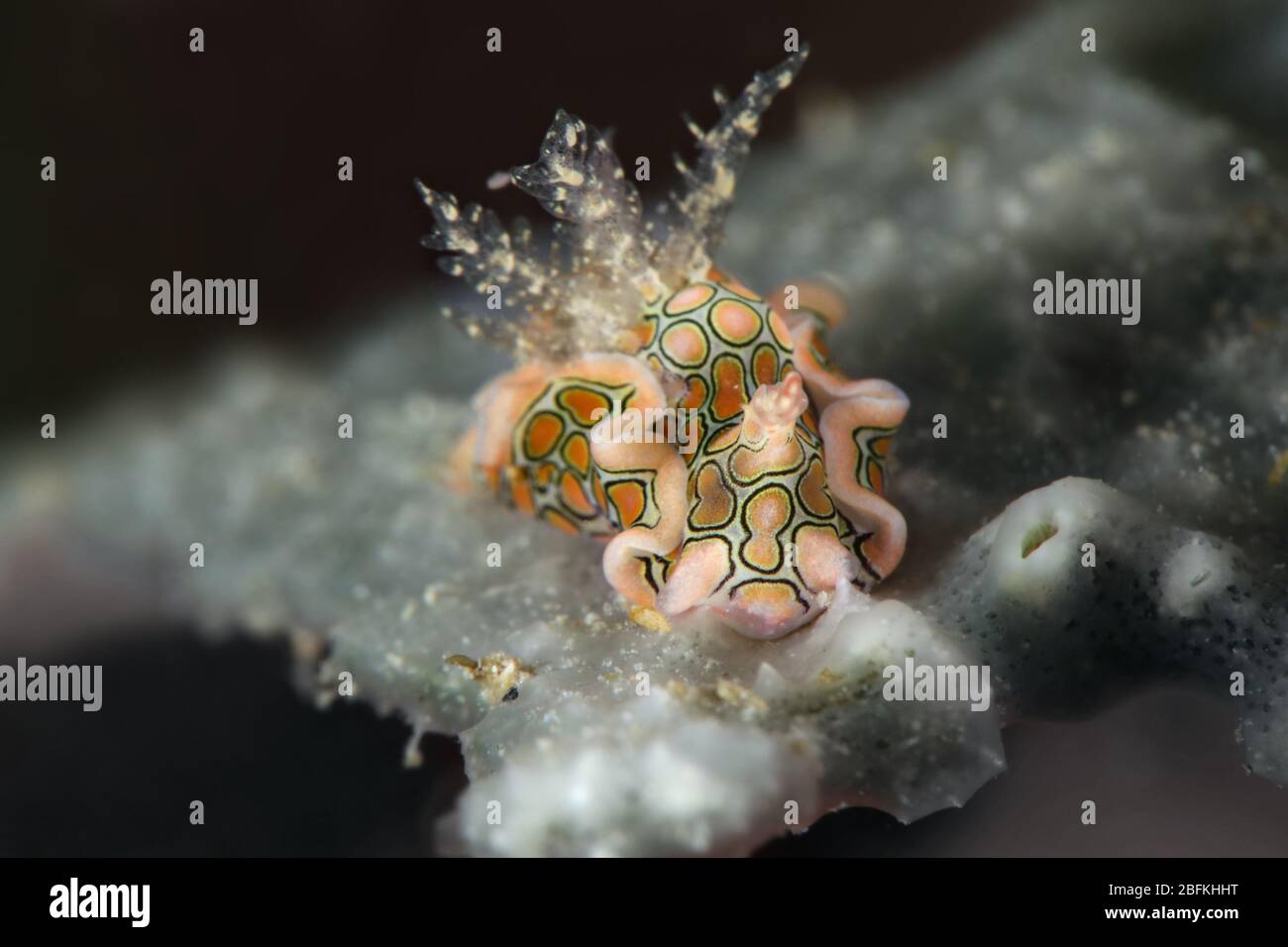 Pink Sea Slug High Resolution Stock Photography and Images - Alamy