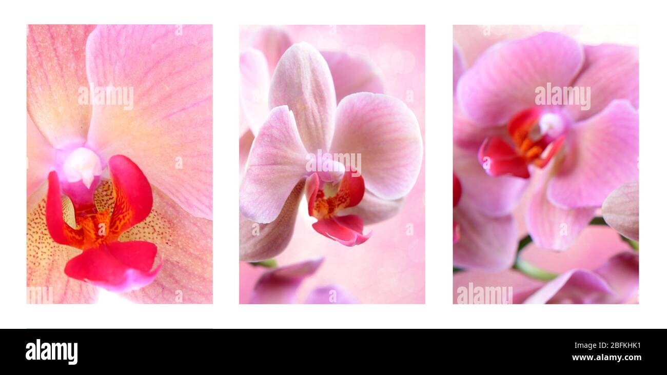 Collage with beautiful pink orchids Stock Photo - Alamy