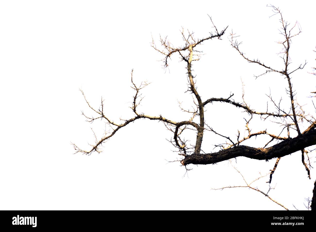 Dry branch isolated on white Stock Photo - Alamy