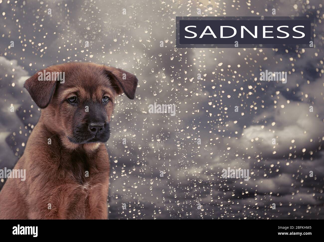 Sad Dogs In The Rain