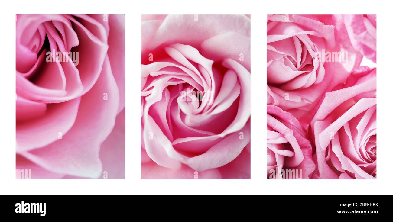 Collage with beautiful pink roses Stock Photo - Alamy