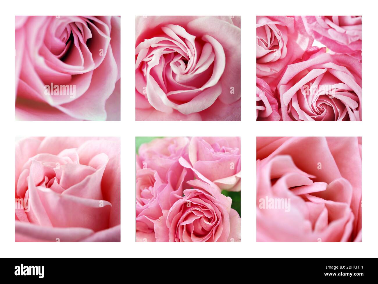Collage with beautiful pink roses Stock Photo - Alamy