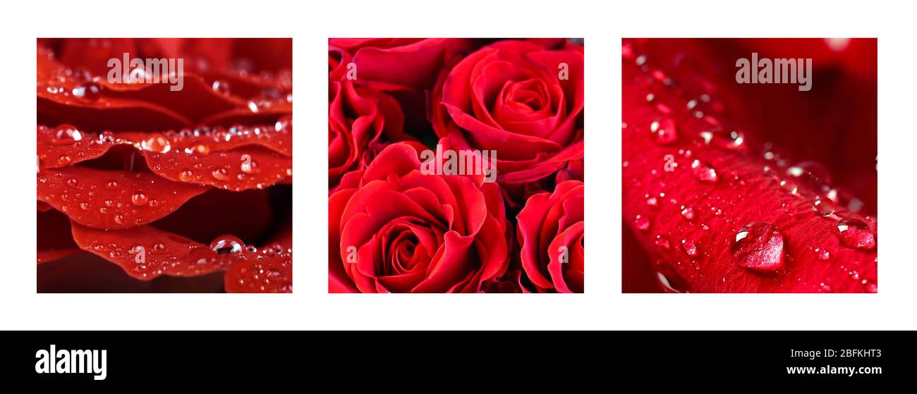 Collage with beautiful red roses Stock Photo - Alamy